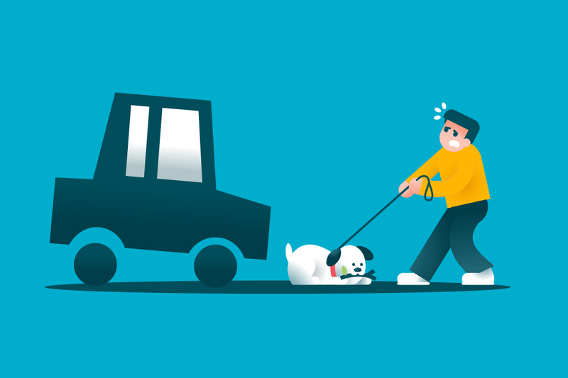 ¿Cómo te cubre el seguro si atropellas a un perro?